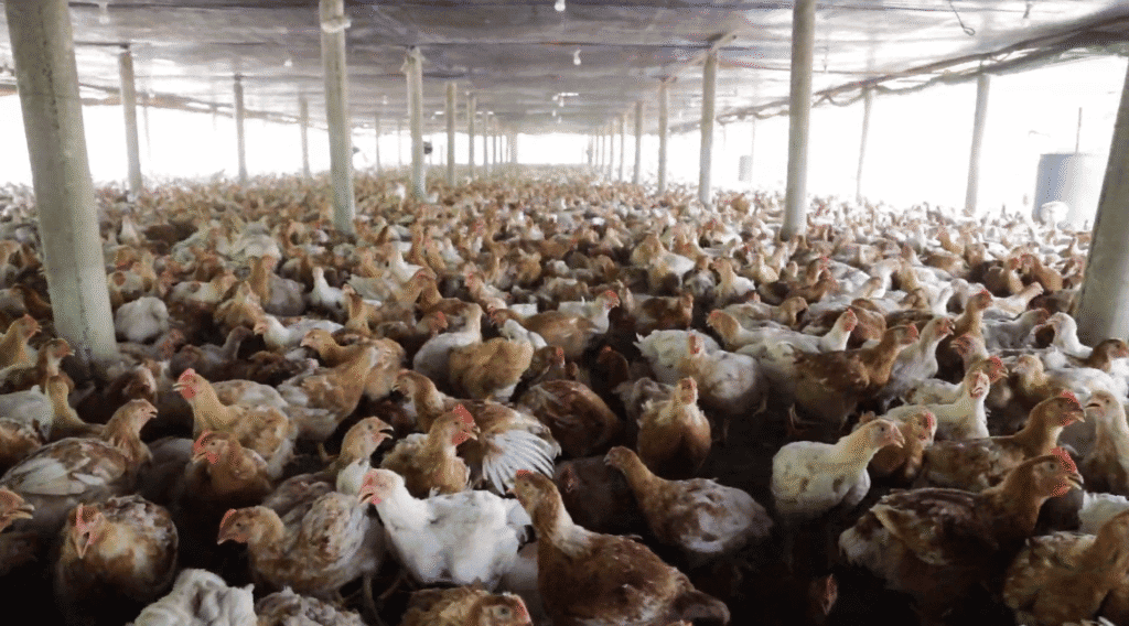 No Antibiotics Ever (NAE) Poultry Products: Its Meaning and Benefits ...