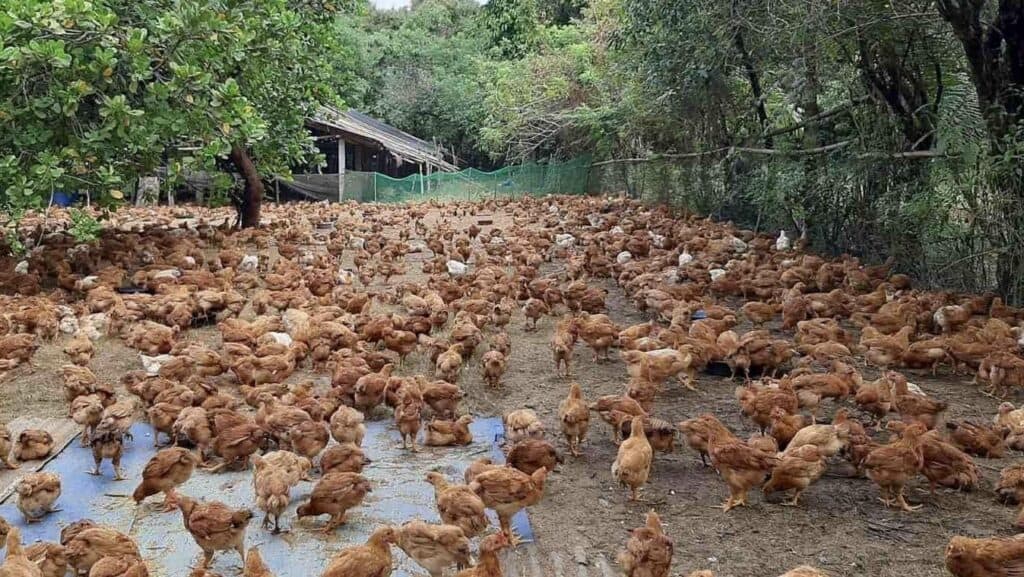 How to Raise Chickens; Guide for a Happier Chicken