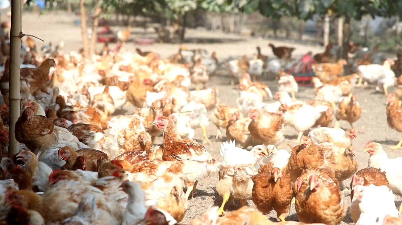 Sustainability in Free Range Chicken Farming Business Plans