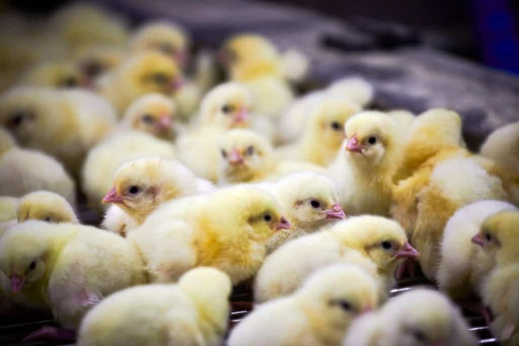 Understanding the Importance of Brooding in Poultry